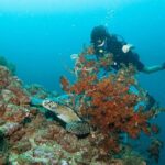 Scuba Diving Puerto Vallarta Undersea Arcos or Marietas - An Overview of the Tour Experience