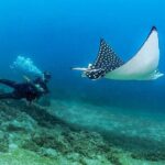 Scuba Diving with a 5-Star PADI Center in Puerto Vallarta - Who Should Book This?