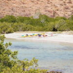 Sea Kayak Tour - Marine Safari - What’s Included and What to Expect