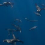 Sea Lion Snorkel Adventure at Espíritu Santo Island - Value and Cost Analysis