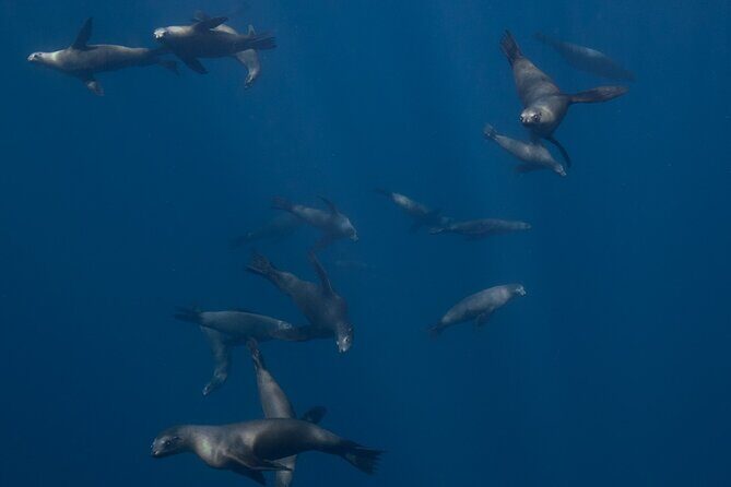 Sea Lion Snorkel Adventure at Espíritu Santo Island - Value and Cost Analysis