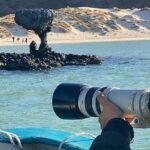 Sea Lions & Mega-Paddleboard Tour in Balandra - Who Will Love This Experience?