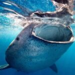 Sea of Cortez Combo: Whale Sharks, Sea Lions & Balandra Beach - Who Should Consider This Tour?