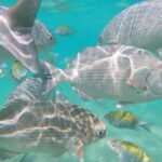Sea of Cortez: Unforgettable Snorkeling Experience - What Makes This Snorkeling Tour Special
