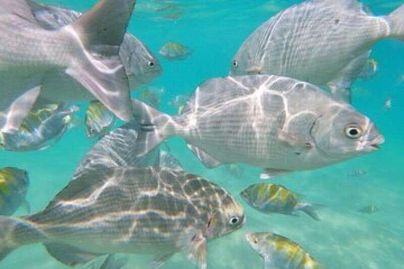 Sea of Cortez: Unforgettable Snorkeling Experience - What Makes This Snorkeling Tour Special