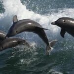 Sea Screamer Clearwater's Only Speed Boat Dolphin Watching - Why Travelers Rave About the Sea Screamer