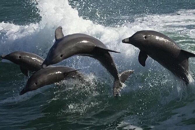 Sea Screamer Clearwater's Only Speed Boat Dolphin Watching - Why Travelers Rave About the Sea Screamer