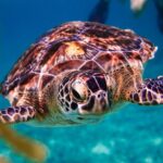 Sea turtle and cenotes half day Snorkeling Tour from Riviera Maya - What’s Included and What’s Not