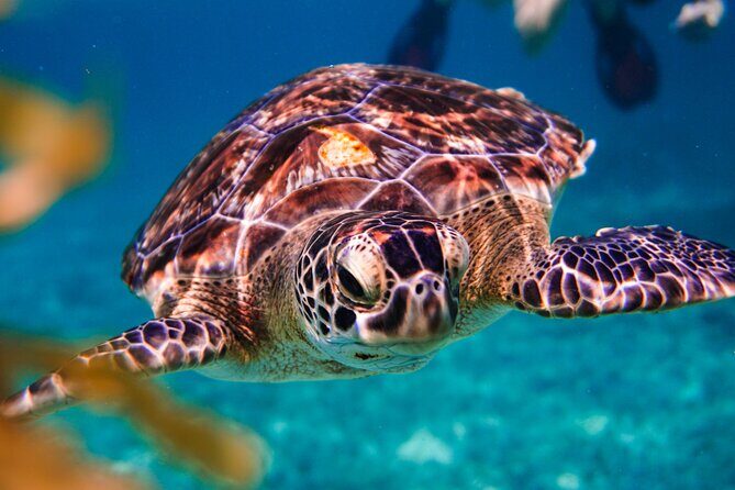 Sea turtle and cenotes half day Snorkeling Tour from Riviera Maya - What’s Included and What’s Not