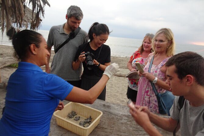 Sea Turtle Release  A Puerto Vallarta Conservation Adventure - An In-Depth Look at the Tour Experience