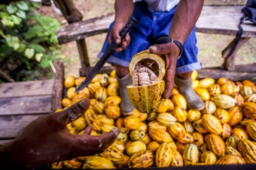 Seattle: Chocolate Tour with Tastings - The Value of the Experience