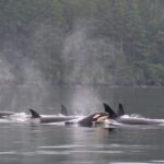 Seattle: Half-Day Wildlife and Whale Watching Cruise - The Itinerary: What to Expect