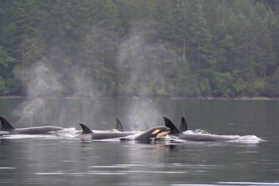 Seattle: Half-Day Wildlife and Whale Watching Cruise - The Itinerary: What to Expect