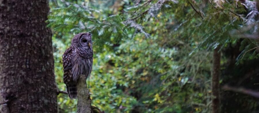 Seattle: Private Whidbey Island & Deception Pass Tour - The Value and Experience for Travelers