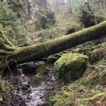 Seattle: Snoqualmie Falls and Twin Falls Guided Tour - Who Will Love This Tour?