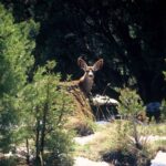 Sedona: PRIVATE 2-Hour Jeep (Hummer) Tour Gambler Trail - Final Thoughts