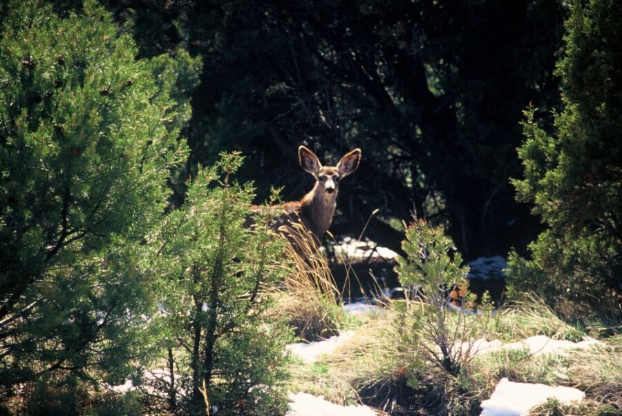 Sedona: PRIVATE 2-Hour Jeep (Hummer) Tour Gambler Trail - Final Thoughts