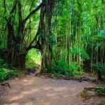 Self Guided Hike Trail to Nature Walk & Waterfall - What’s Included and What’s Not