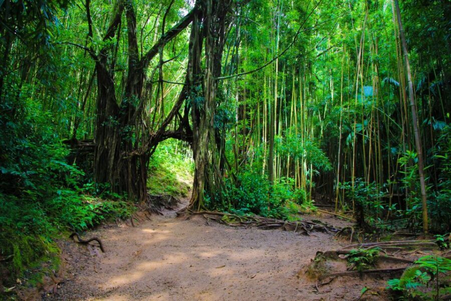 Self Guided Hike Trail to Nature Walk & Waterfall - What’s Included and What’s Not