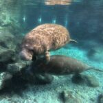 Semi Private Manatee Swim Tour - The Sum Up