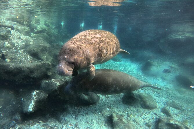 Semi Private Manatee Swim Tour - The Sum Up