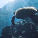 Semi -Private Snorkel Escursions in Lahaina, Maui - Who Should Consider This Tour?