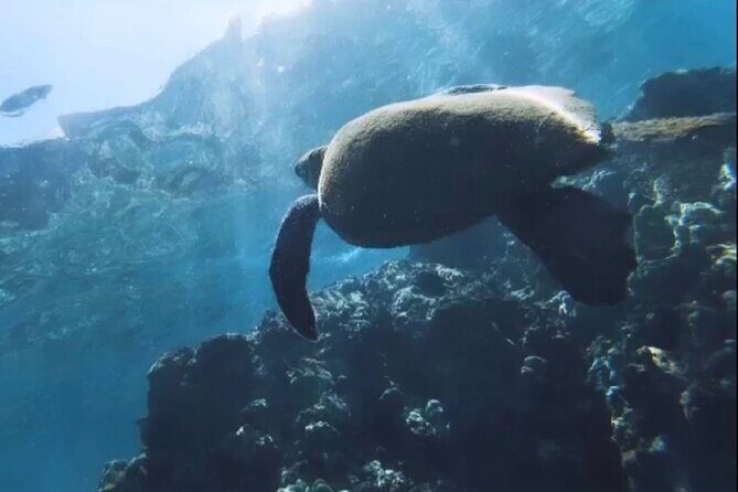Semi -Private Snorkel Escursions in Lahaina, Maui - Who Should Consider This Tour?
