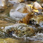 September 2025 British Columbia Rocky Mountain Birding Tour - Who Will Love This Tour?