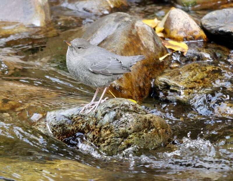 September 2025 British Columbia Rocky Mountain Birding Tour - Who Will Love This Tour?