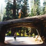 Sequoia & Kings Canyon Two Day Private Tour & Hike - Day 1: Exploring the Giants and the Views