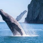 Seward: Kenai Fjords National Park Catamaran Cruise w/Lunch - Who Should Consider This Tour?