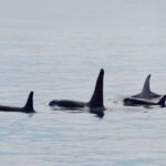 Seward: Resurrection Bay Orca Quest Cruise - The Sum Up