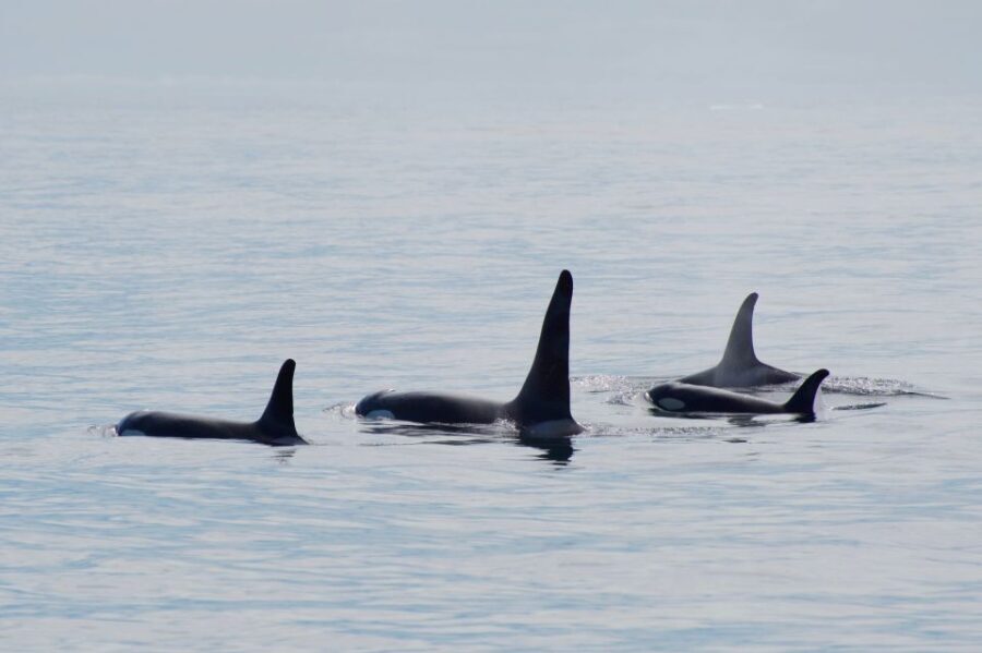 Seward: Resurrection Bay Orca Quest Cruise - The Sum Up