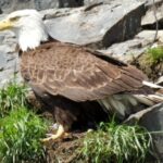 Seward: Spring Wildlife Guided Cruise - FAQ: Your Top Questions Answered