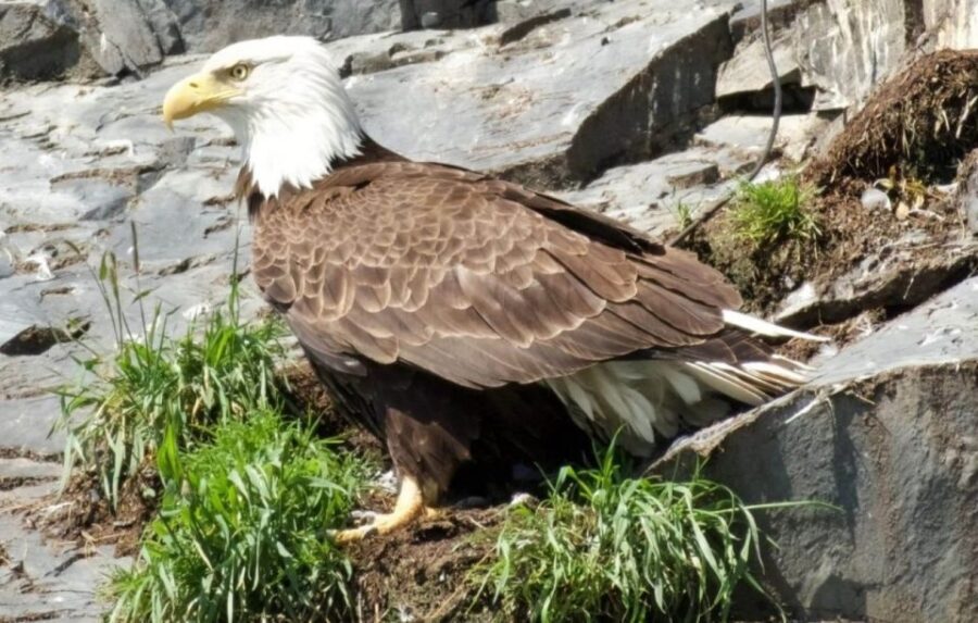 Seward: Spring Wildlife Guided Cruise - FAQ: Your Top Questions Answered