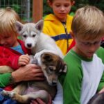 Seward: Summer Dog Sled Ride and Seavey Estate Tour - Key Points