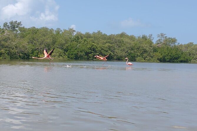 Shared mangroves kayak tour in Holbox - Why This Tour Offers Real Value