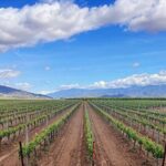 Shared Temecula Wine Tour from Newport Beach - Why This Tour Offers Great Value