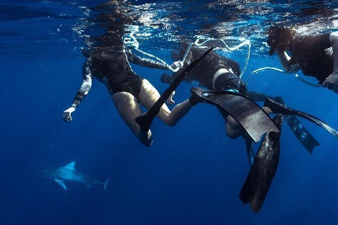 Shark Dive Private Charter No Cage - Final Thoughts