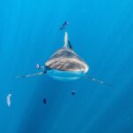 Shark Safari & Snorkel Adventure in Cabo San Lucas - The Sum Up