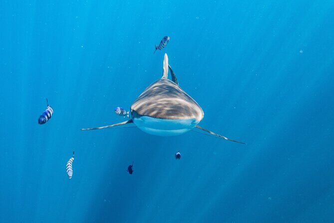 Shark Safari & Snorkel Adventure in Cabo San Lucas - The Sum Up