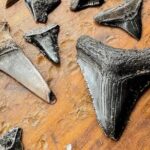 Shark Tooth and Shell Hunting Tour in Charleston, SC - Pricing & Value