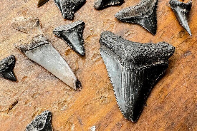 Shark Tooth and Shell Hunting Tour in Charleston, SC - Pricing & Value