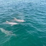 Shell Island Dolphin and Snorkel Boat Tour - Why This Tour Works for You