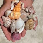 Shell Key Shelling Tour Discover Unique Treasures - St. Pete, FL - Analyzing the Value