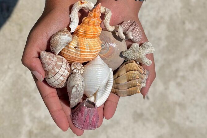 Shell Key Shelling Tour Discover Unique Treasures - St. Pete, FL - Analyzing the Value