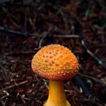 Shining Rock Guided Tour - Wild Flora and Fauna Along the Way