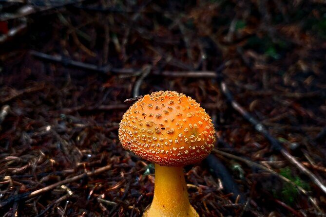 Shining Rock Guided Tour - Wild Flora and Fauna Along the Way