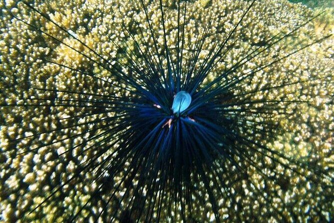 Shore Excursion Premium Family Snorkeling Experience - Breaking Down the Itinerary