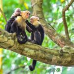 Shuttle From San Jose Airport To Monteverde - The Real-World Experience: What Travelers Say